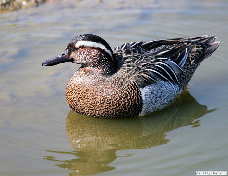 Identify Garganey - Wildfowl Photography.