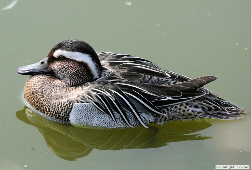 Identify Garganey - Wildfowl Photography.