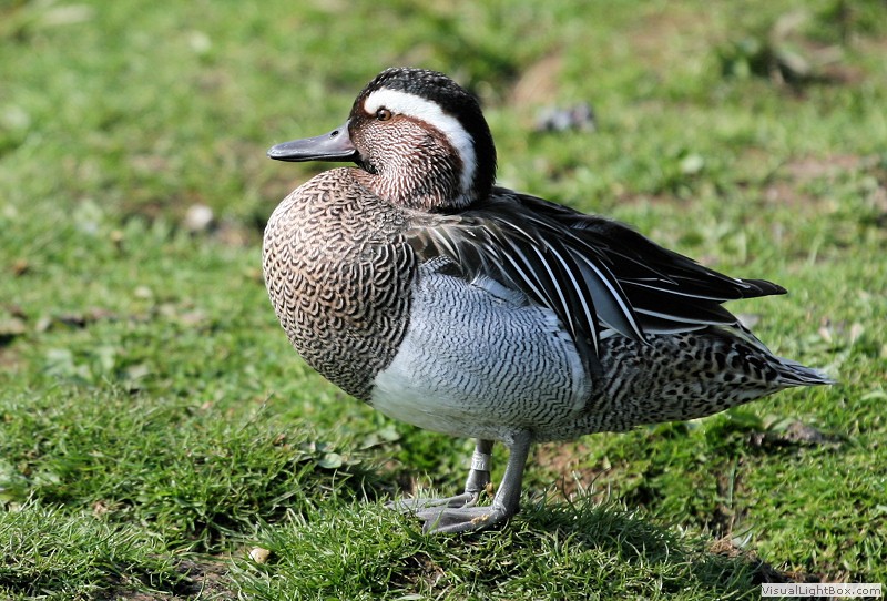 Identify Garganey - Wildfowl Photography.