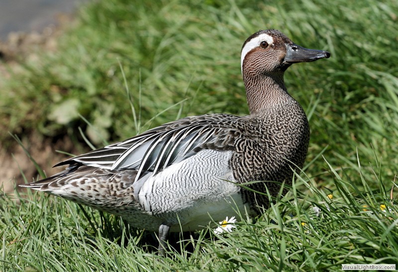 Identify Garganey - Wildfowl Photography.