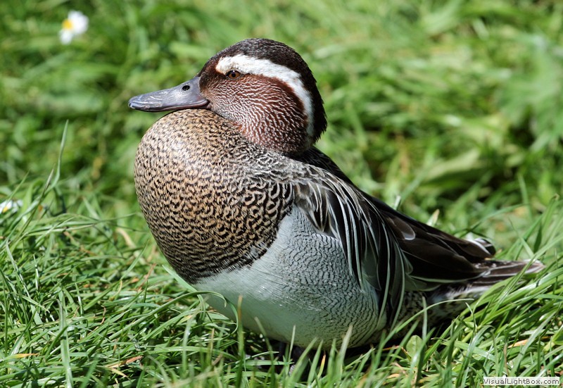 Identify Garganey - Wildfowl Photography.