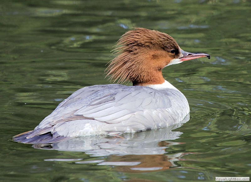 Identify Goosander or Common Merganser - Wildfowl Photography.