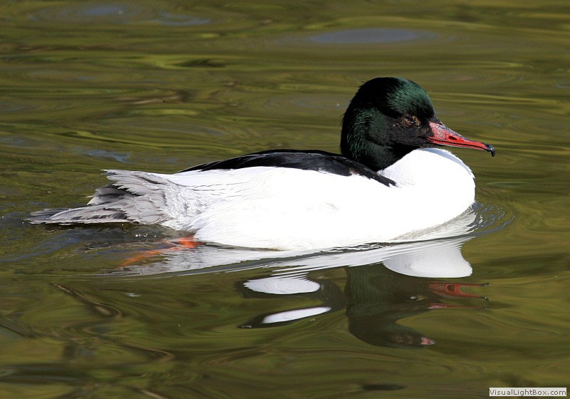 Identify Goosander or Common Merganser - Wildfowl Photography.
