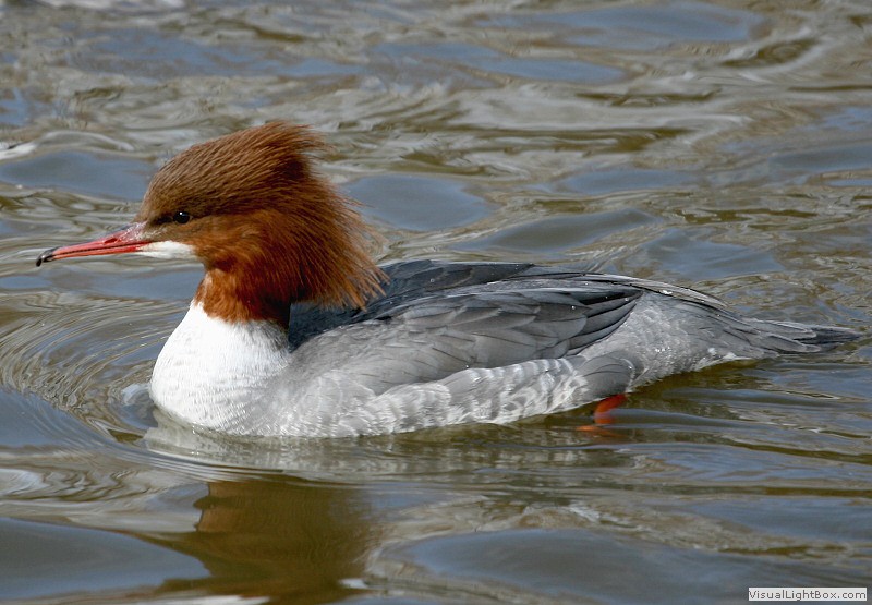 Identify Goosander or Common Merganser - Wildfowl Photography.