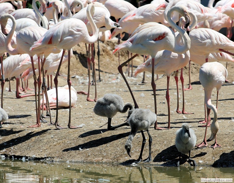 Identify Greater Flamingo - Wildfowl Photography.