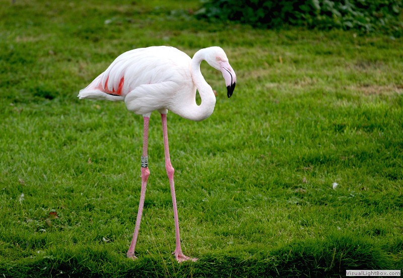 Identify Greater Flamingo - Wildfowl Photography.