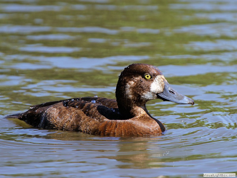 Identify Greater Scaup - Wildfowl Photography.
