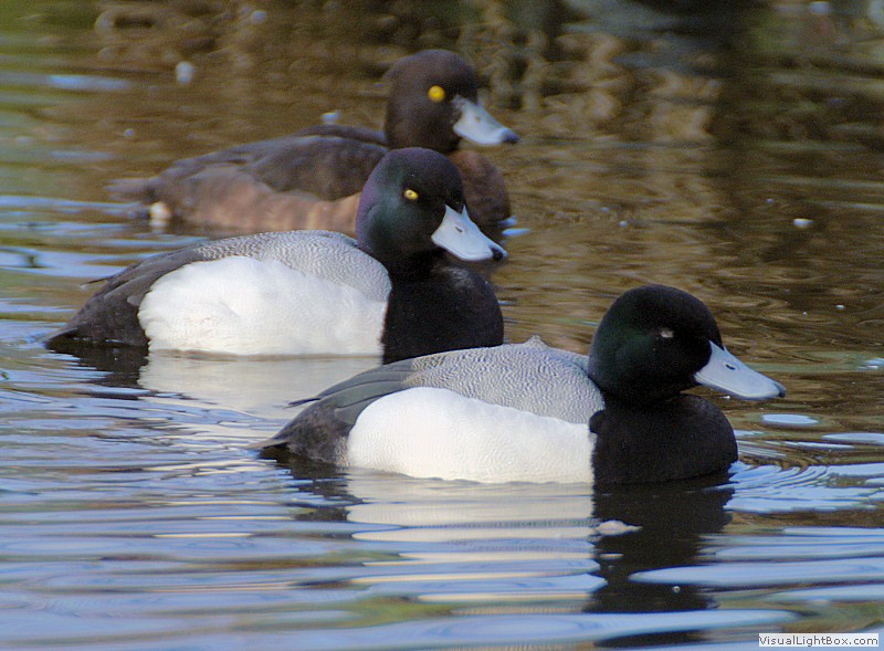 Identify Greater Scaup - Wildfowl Photography.