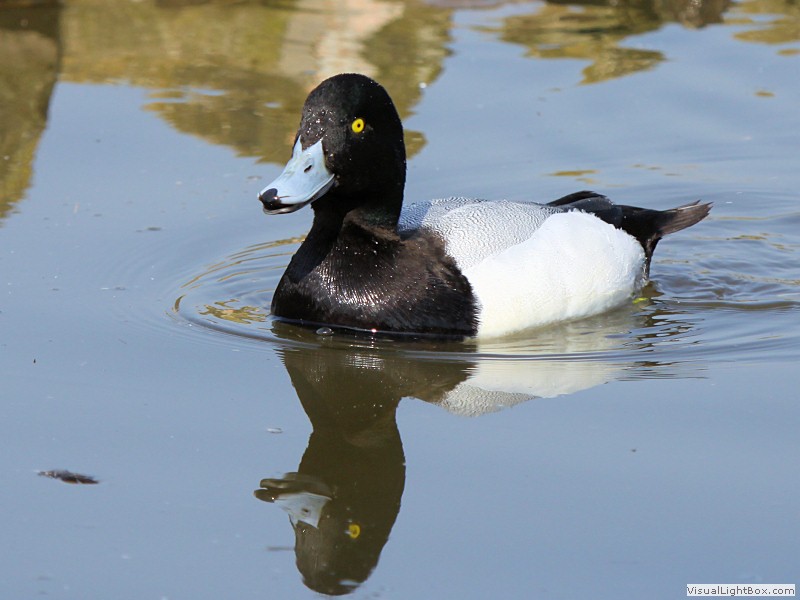 Identify Greater Scaup - Wildfowl Photography.
