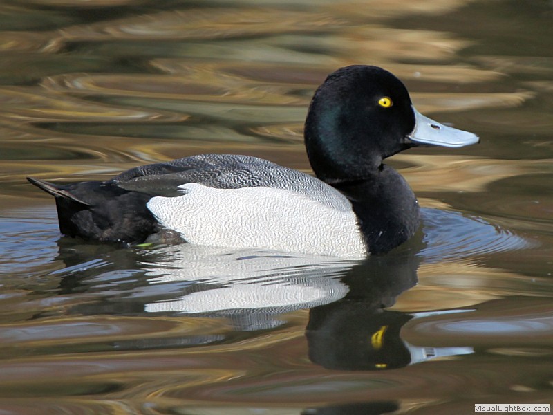 Identify Greater Scaup - Wildfowl Photography.
