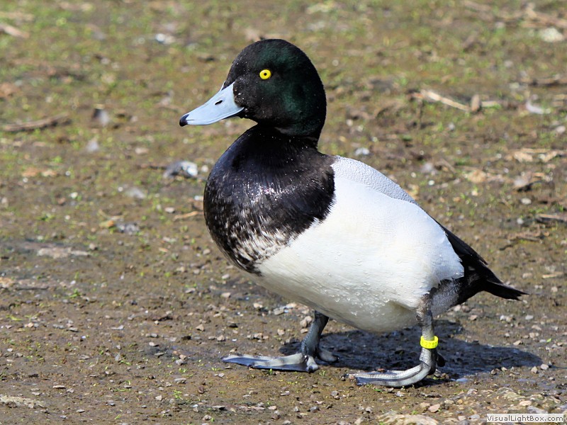 Identify Greater Scaup - Wildfowl Photography.