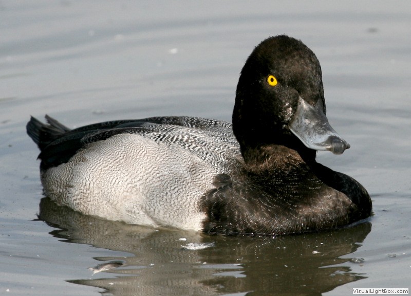 Identify Greater Scaup - Wildfowl Photography.