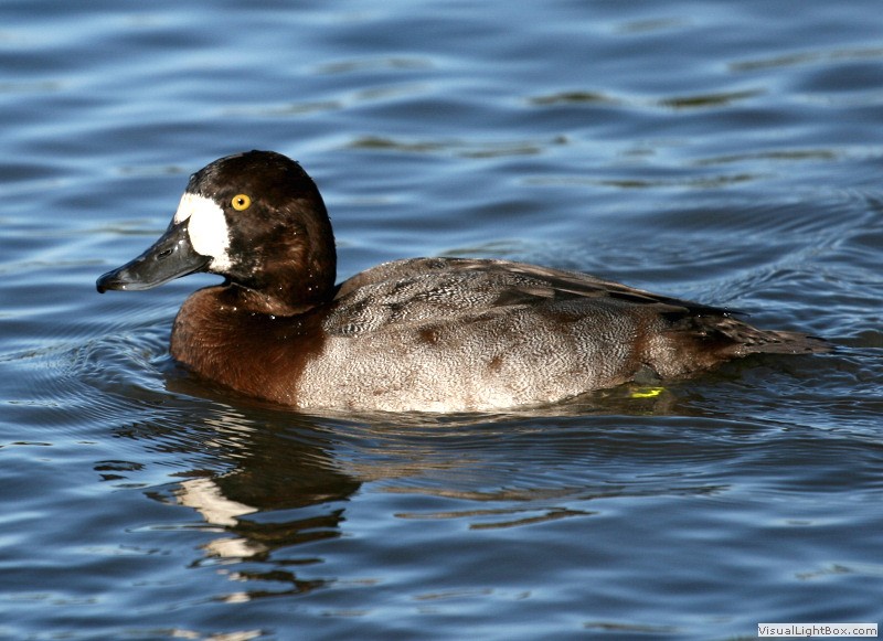 Identify Greater Scaup - Wildfowl Photography.