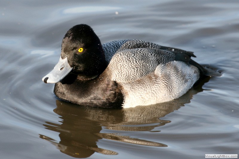 Identify Greater Scaup - Wildfowl Photography.