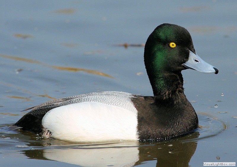 Identify Greater Scaup - Wildfowl Photography.