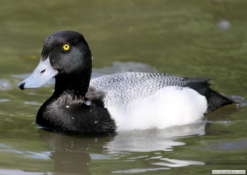 Identify Greater Scaup - Wildfowl Photography.