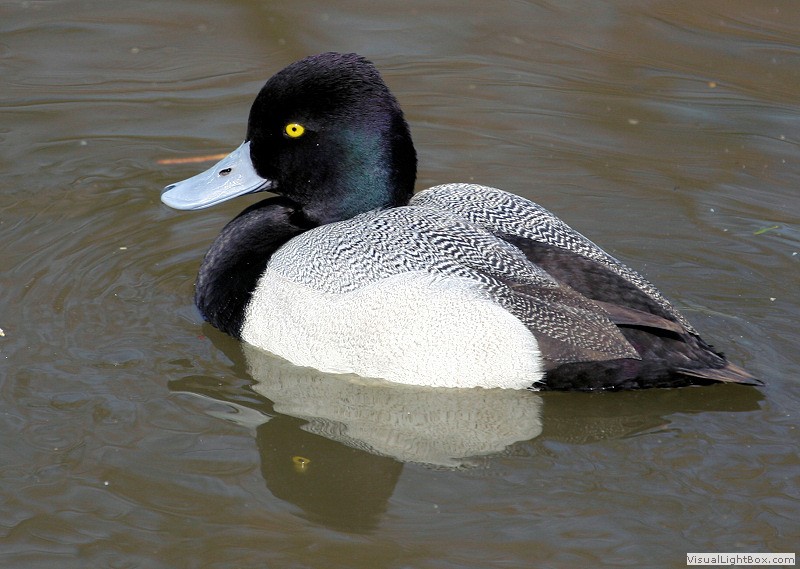 Identify Greater Scaup - Wildfowl Photography.