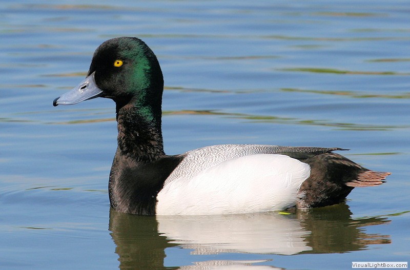 Identify Greater Scaup - Wildfowl Photography.