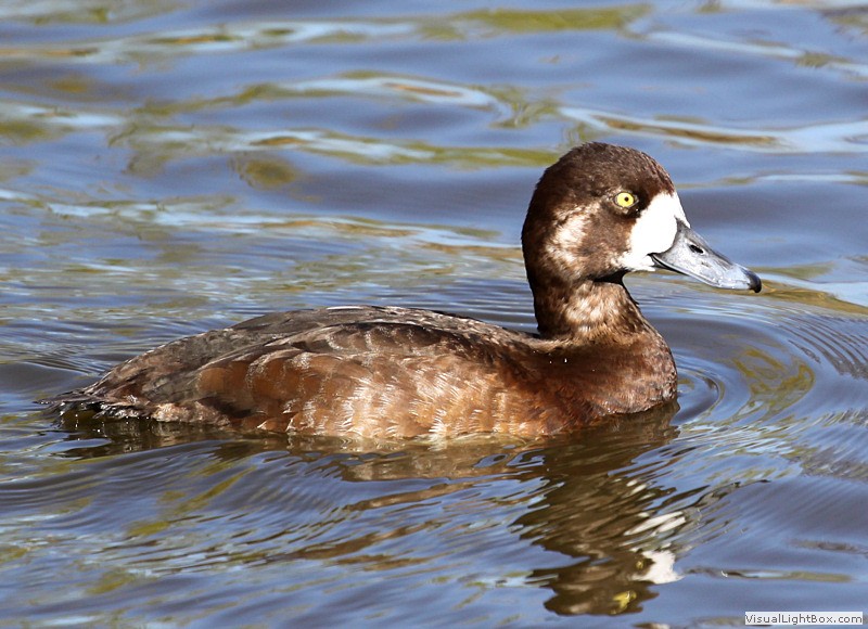 Identify Greater Scaup - Wildfowl Photography.