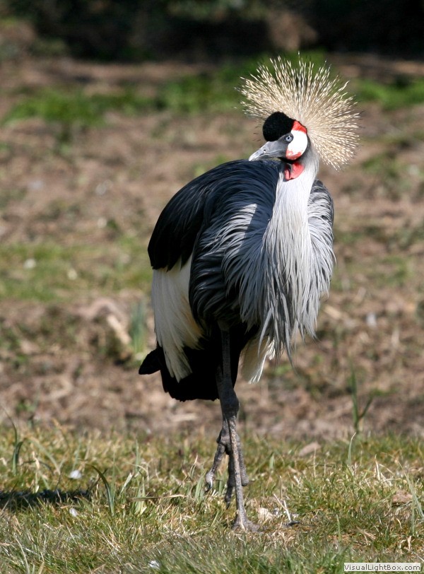 Identify Grey Crowned Crane - Wildfowl Photography.