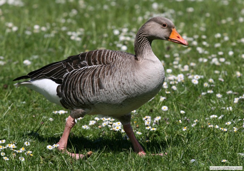 Identify Greylag Goose - Wildfowl Photography.