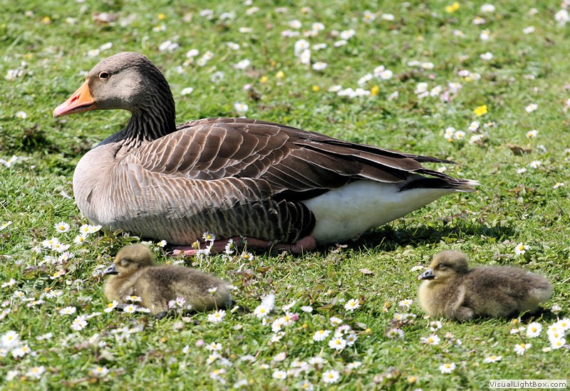 Identify Greylag Goose - Wildfowl Photography.