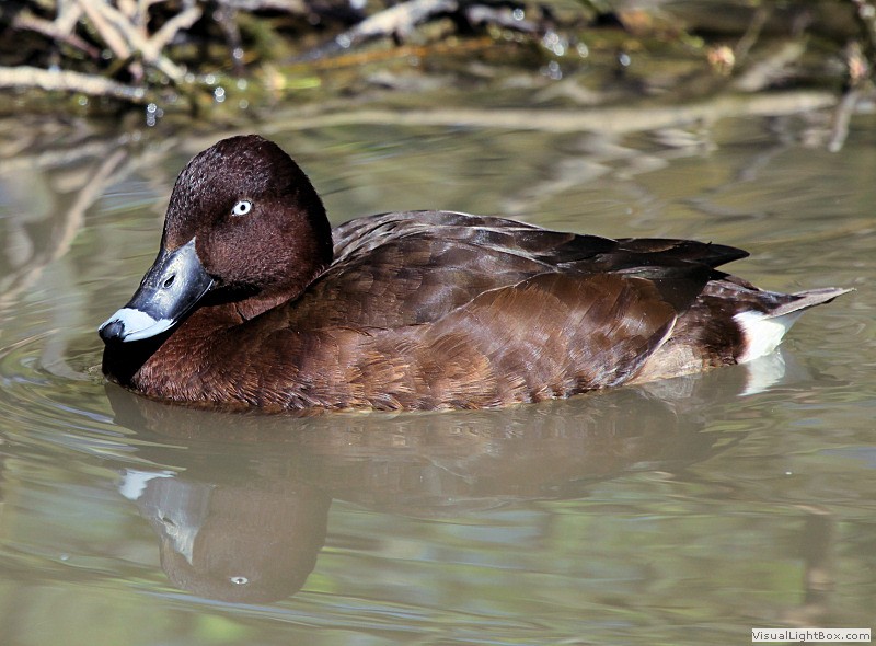 Identify Hardhead - Wildfowl Photography.