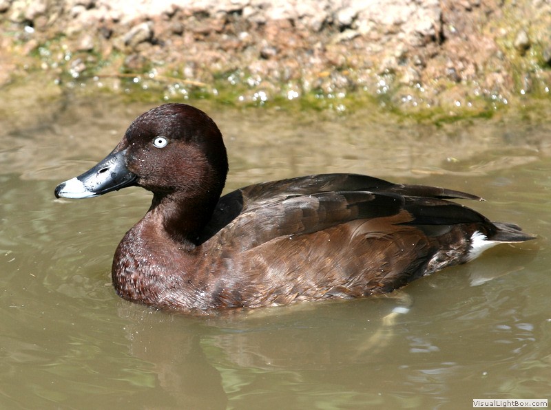 Identify Hardhead - Wildfowl Photography.