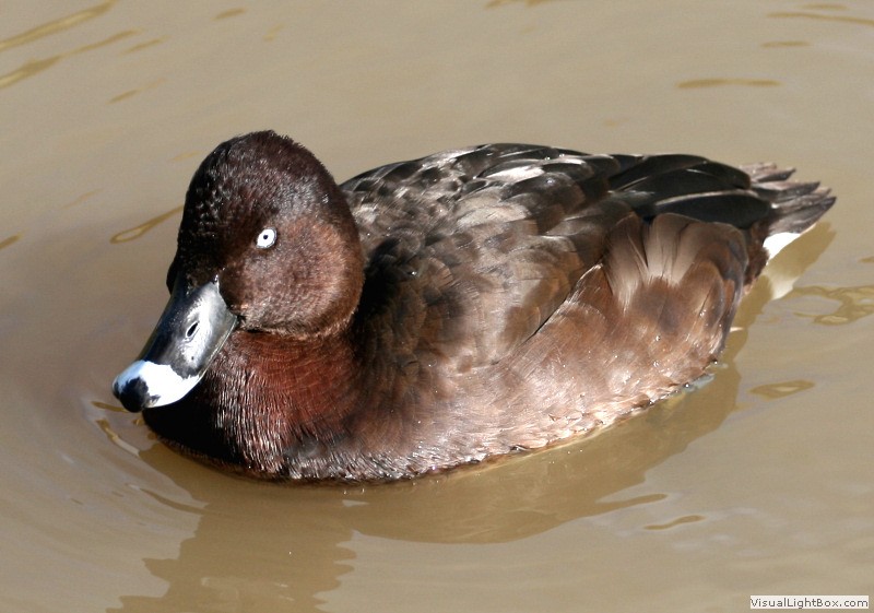 Identify Hardhead - Wildfowl Photography.