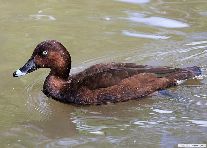 Identify Hardhead - Wildfowl Photography.