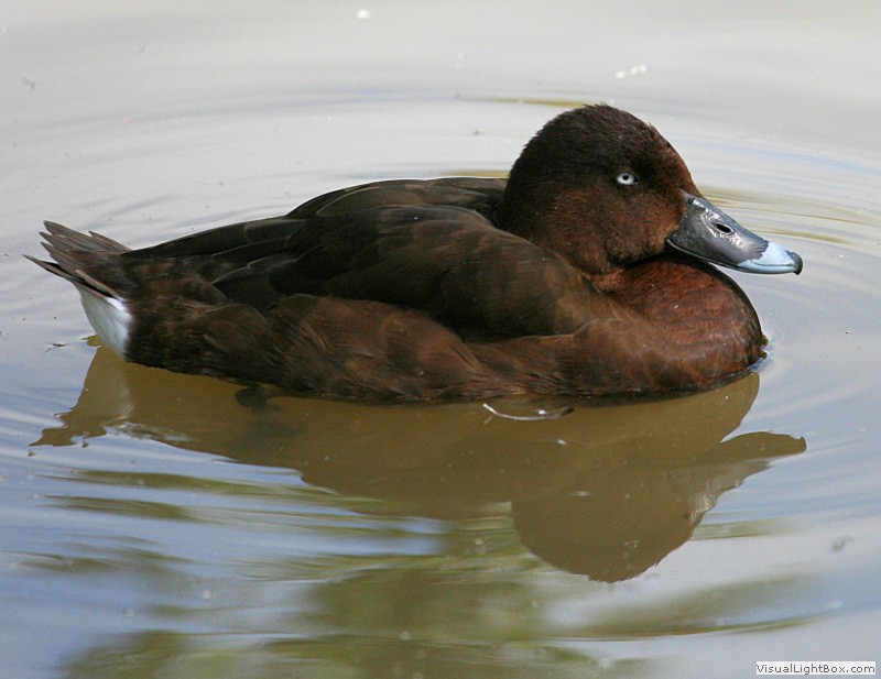 Identify Hardhead - Wildfowl Photography.