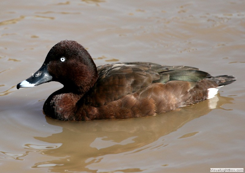 Identify Hardhead - Wildfowl Photography.