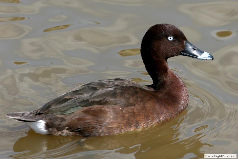 Identify Hardhead - Wildfowl Photography.