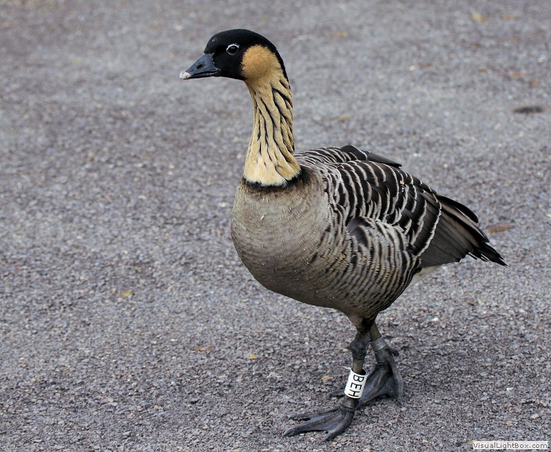 Identify Hawaiian Goose (Nene) - Wildfowl Photography.