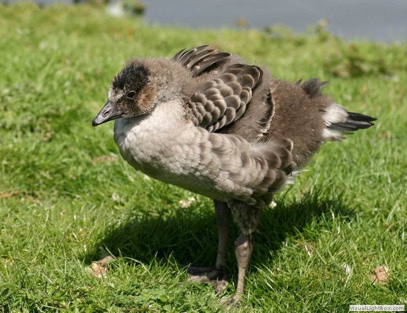 Identify Hawaiian Goose (Nene) - Wildfowl Photography.