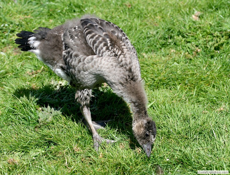 Identify Hawaiian Goose (Nene) - Wildfowl Photography.