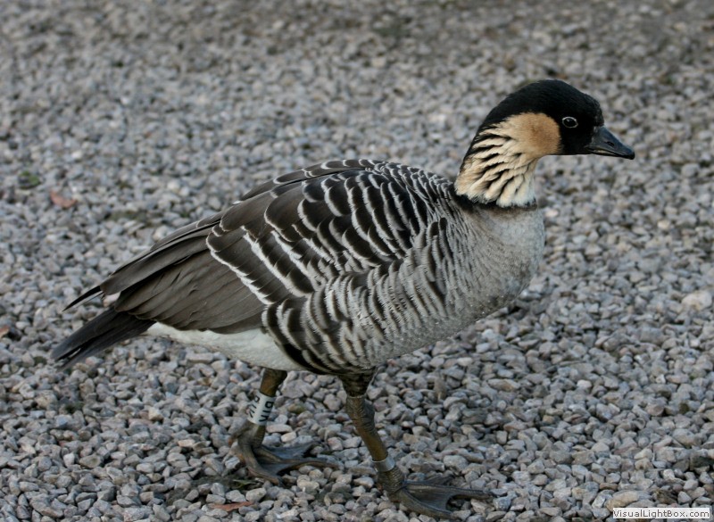 Identify Hawaiian Goose (Nene) - Wildfowl Photography.