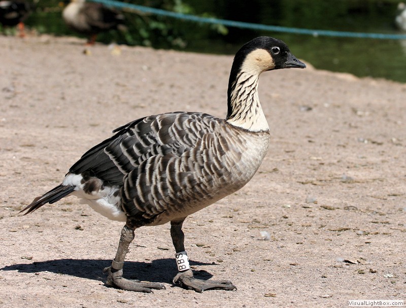 Identify Hawaiian Goose (Nene) - Wildfowl Photography.