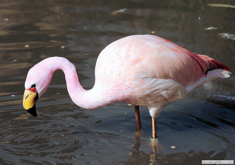 Identify James's Flamingo - Wildfowl Photography.