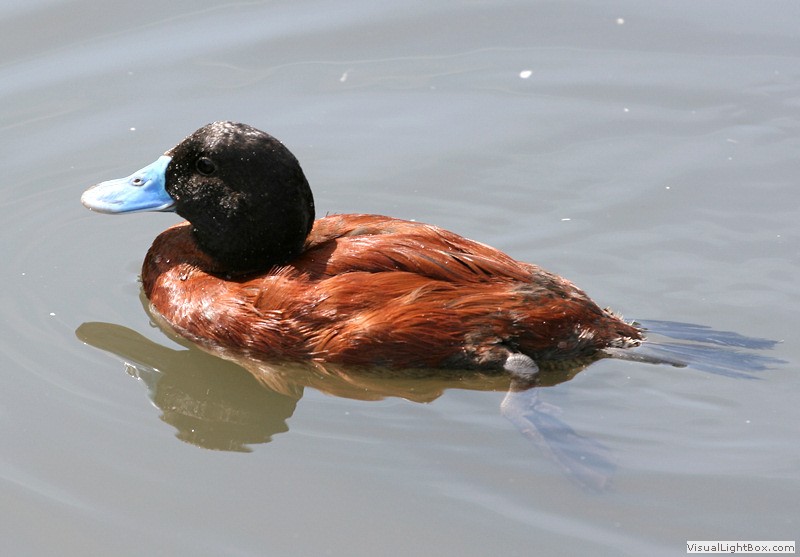 Identify Lake Duck or Argentine Ruddy Duck - Wildfowl Photography.