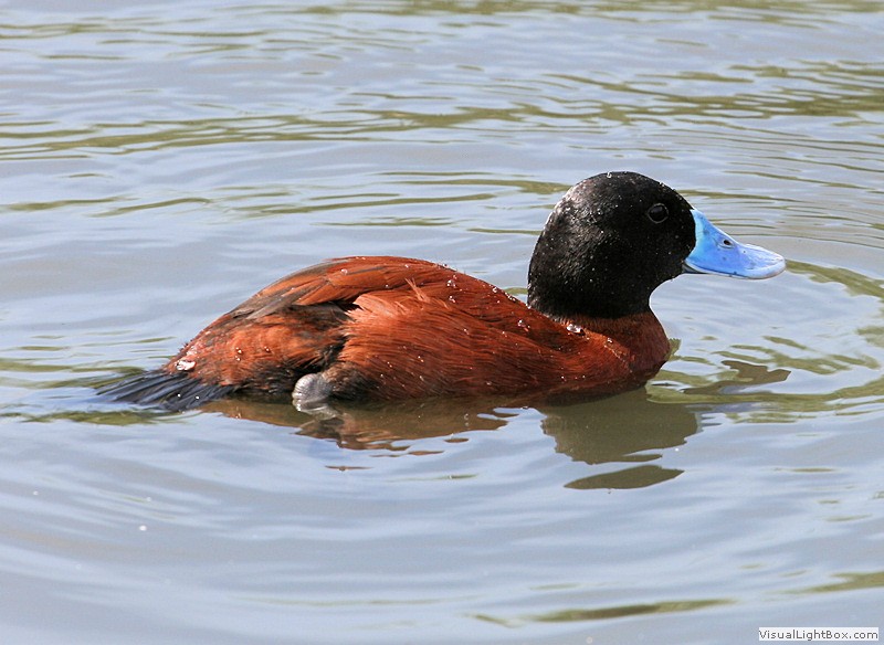 Identify Lake Duck or Argentine Ruddy Duck - Wildfowl Photography.