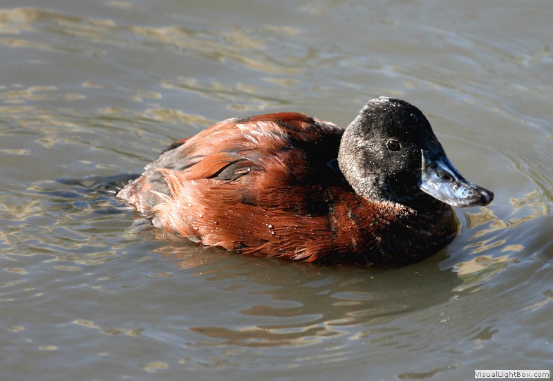 Identify Lake Duck or Argentine Ruddy Duck - Wildfowl Photography.