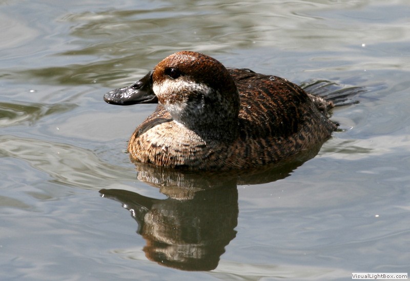 Identify Lake Duck or Argentine Ruddy Duck - Wildfowl Photography.