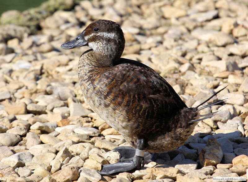 Identify Lake Duck or Argentine Ruddy Duck - Wildfowl Photography.
