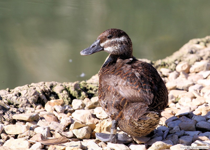 Identify Lake Duck or Argentine Ruddy Duck - Wildfowl Photography.