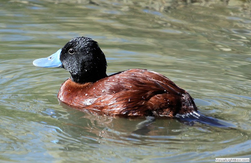 Identify Lake Duck or Argentine Ruddy Duck - Wildfowl Photography.