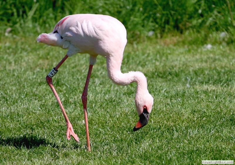 Identify Lesser Flamingo - Wildfowl Photography.
