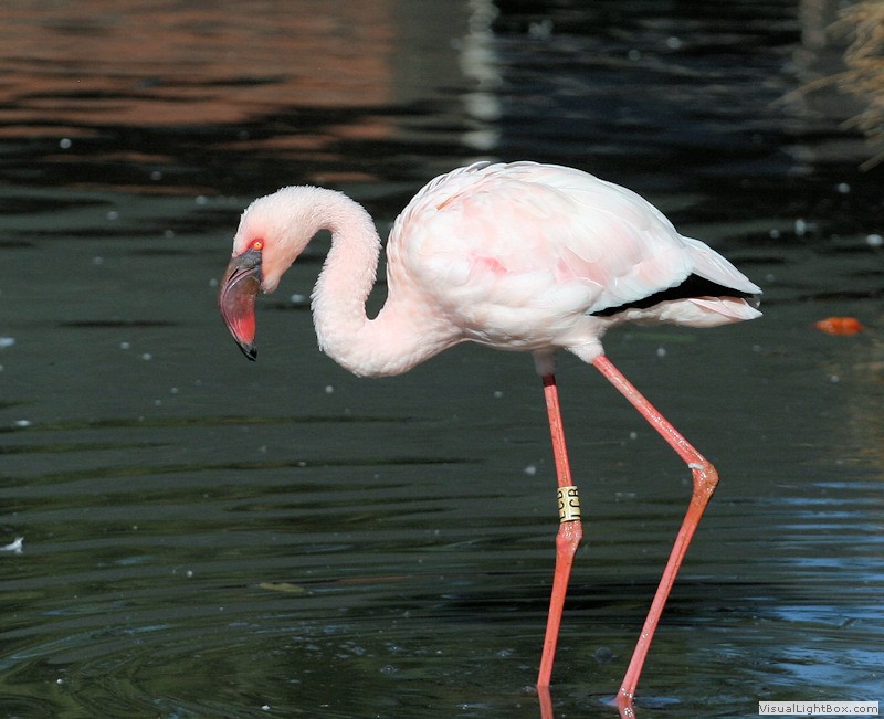 Identify Lesser Flamingo - Wildfowl Photography.
