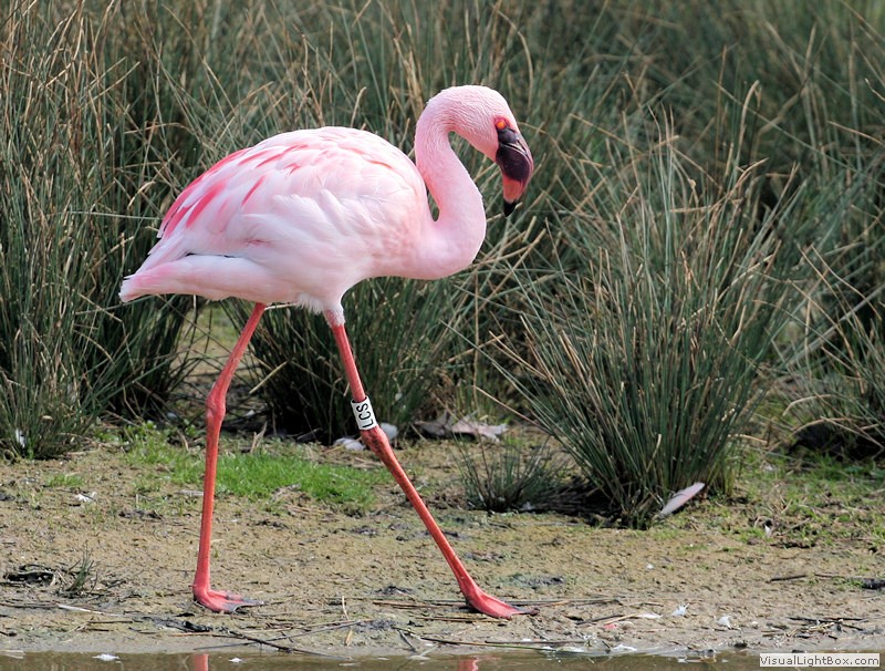 Identify Lesser Flamingo - Wildfowl Photography.
