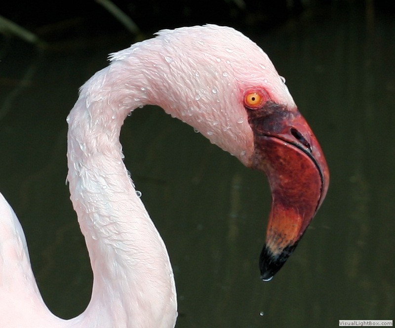 Identify Lesser Flamingo - Wildfowl Photography.